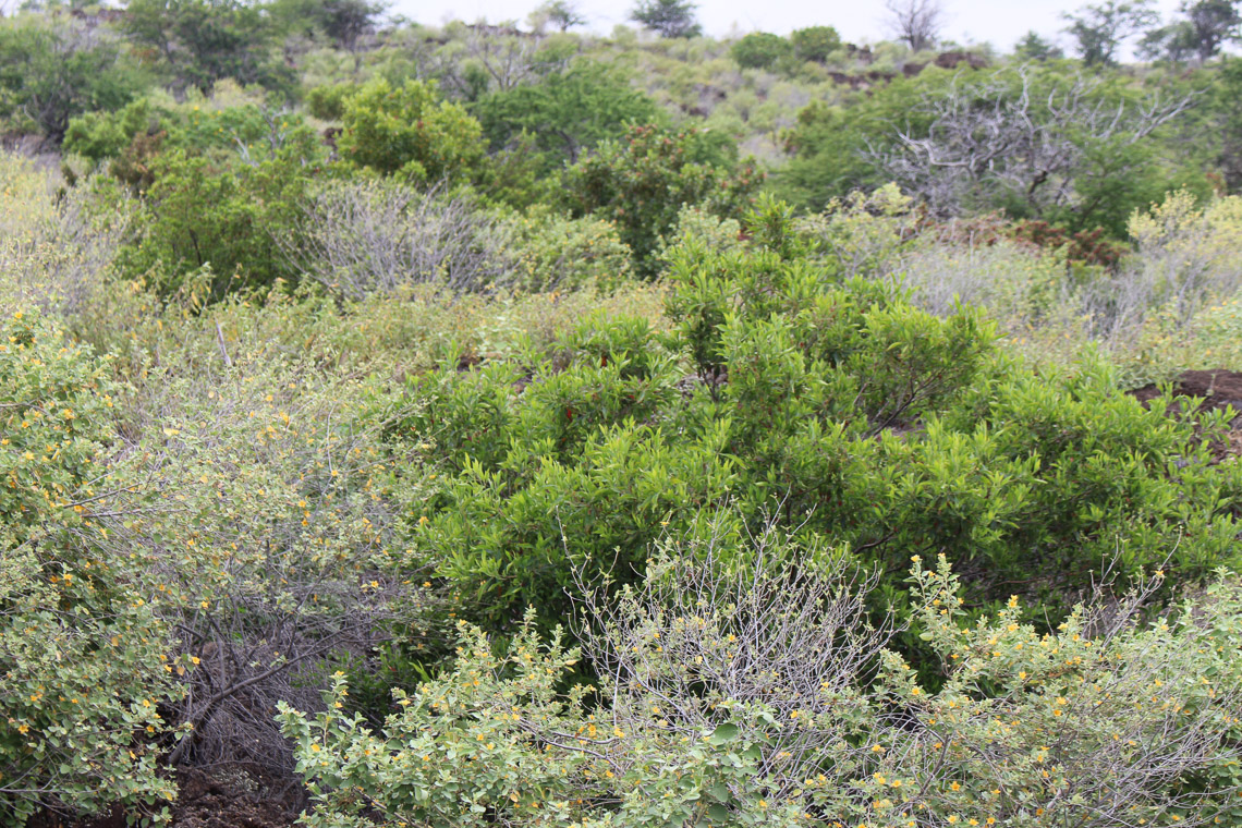 Support - Waikoloa Dry Forest Initiative